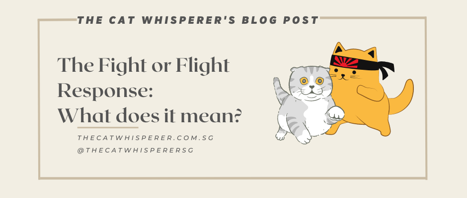 The Fight or Flight Response: What does it mean?