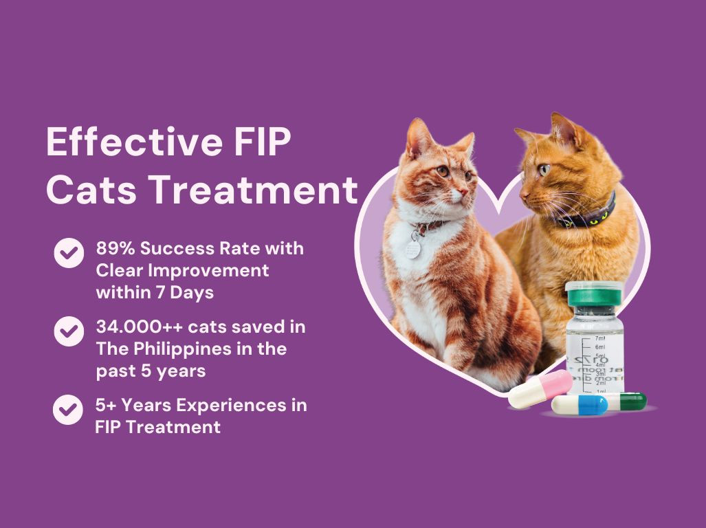 #1 FIP Cats Treatment Expert | BASMI FIP™ Philippines