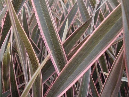 Phormium Pink Stripe | damhead-nursery