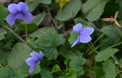 Viola 'Baby Blue' | damhead-nursery