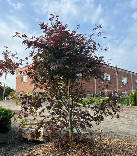 Acer Palmatum 'BloodGood' Multiple Stem | My Site 1