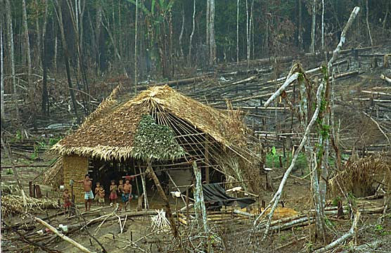 EFFECTS ON INDIGENOUS PEOPLE | deforestation-tribes