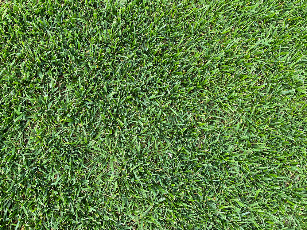 Dos en uno, así es nuestra variedad Extrem Grass