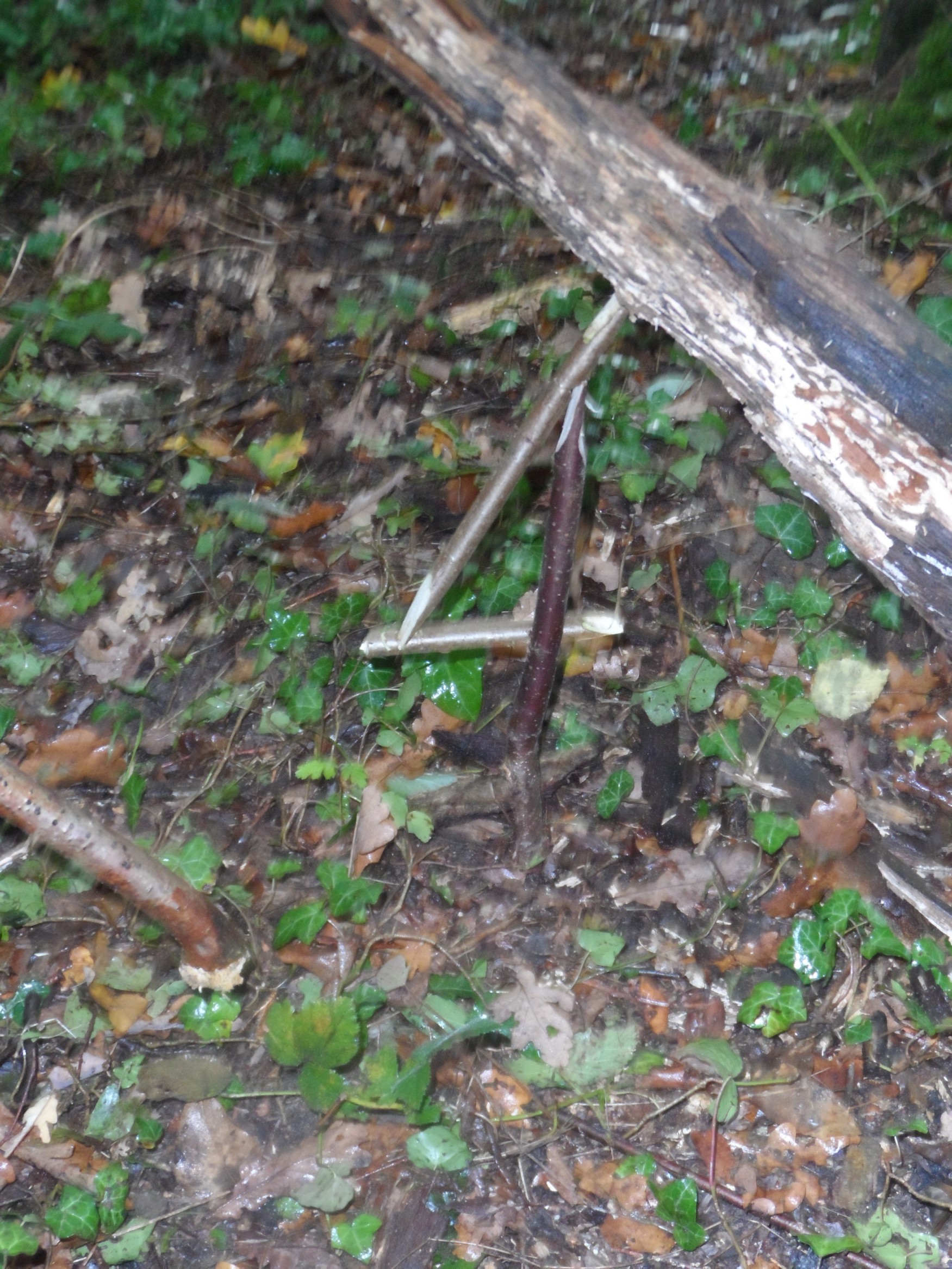 Photos des stages de survie en forêt