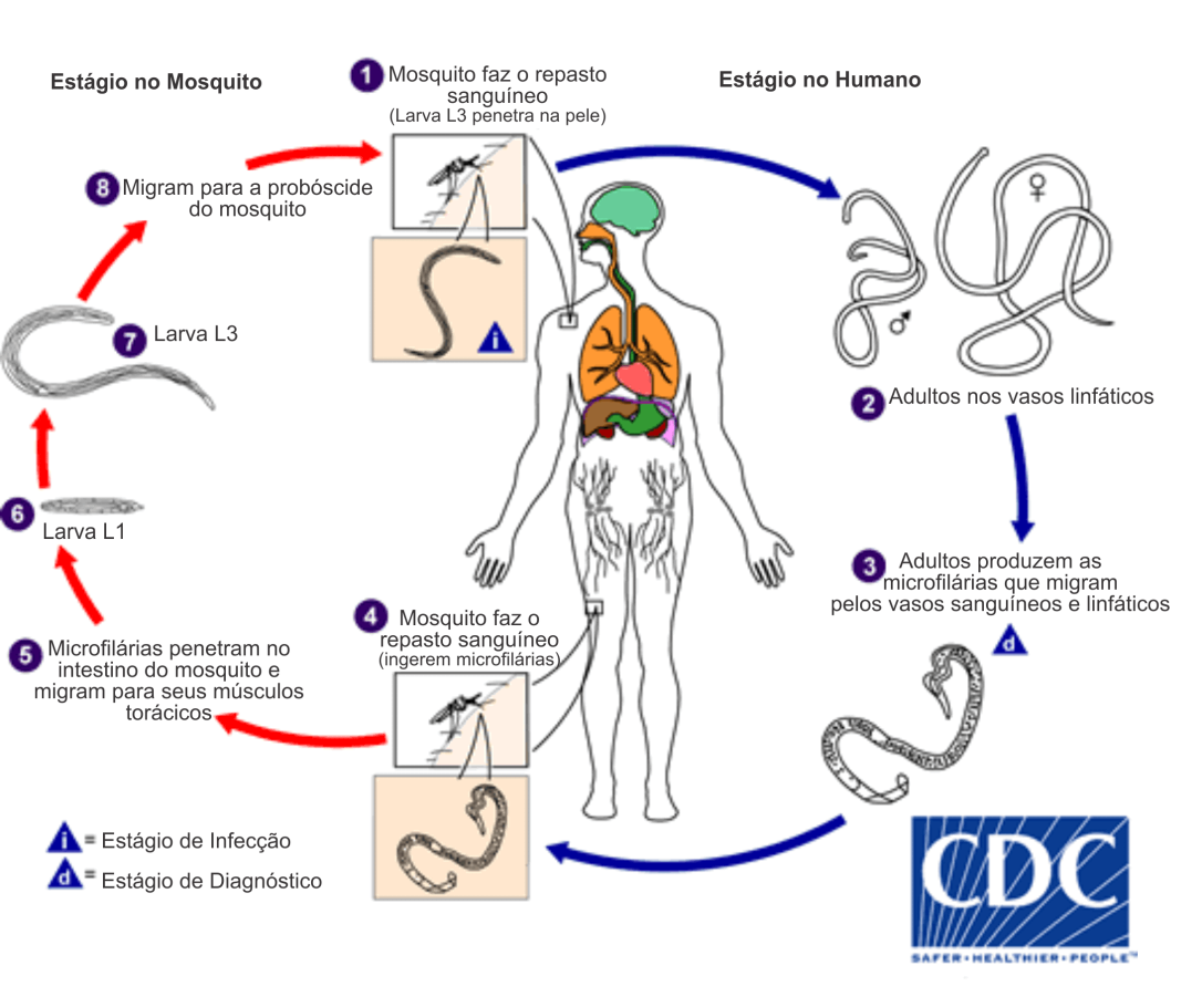 Filarioses | Atlas Digital De Par