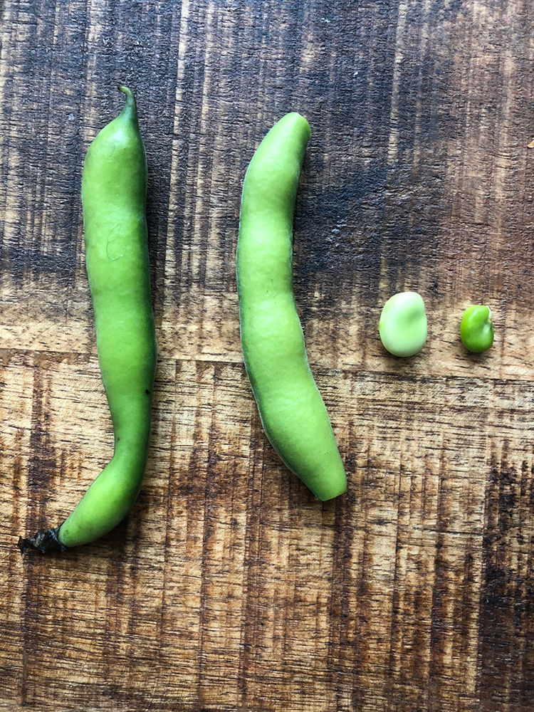 Fresh Broad (Fava)Beans with Olive Oil and Dill Recipe
