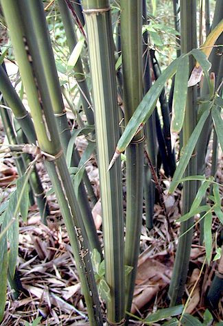 White Stripe Bamboo 15 gal. Clumping, non-invasive | mysite