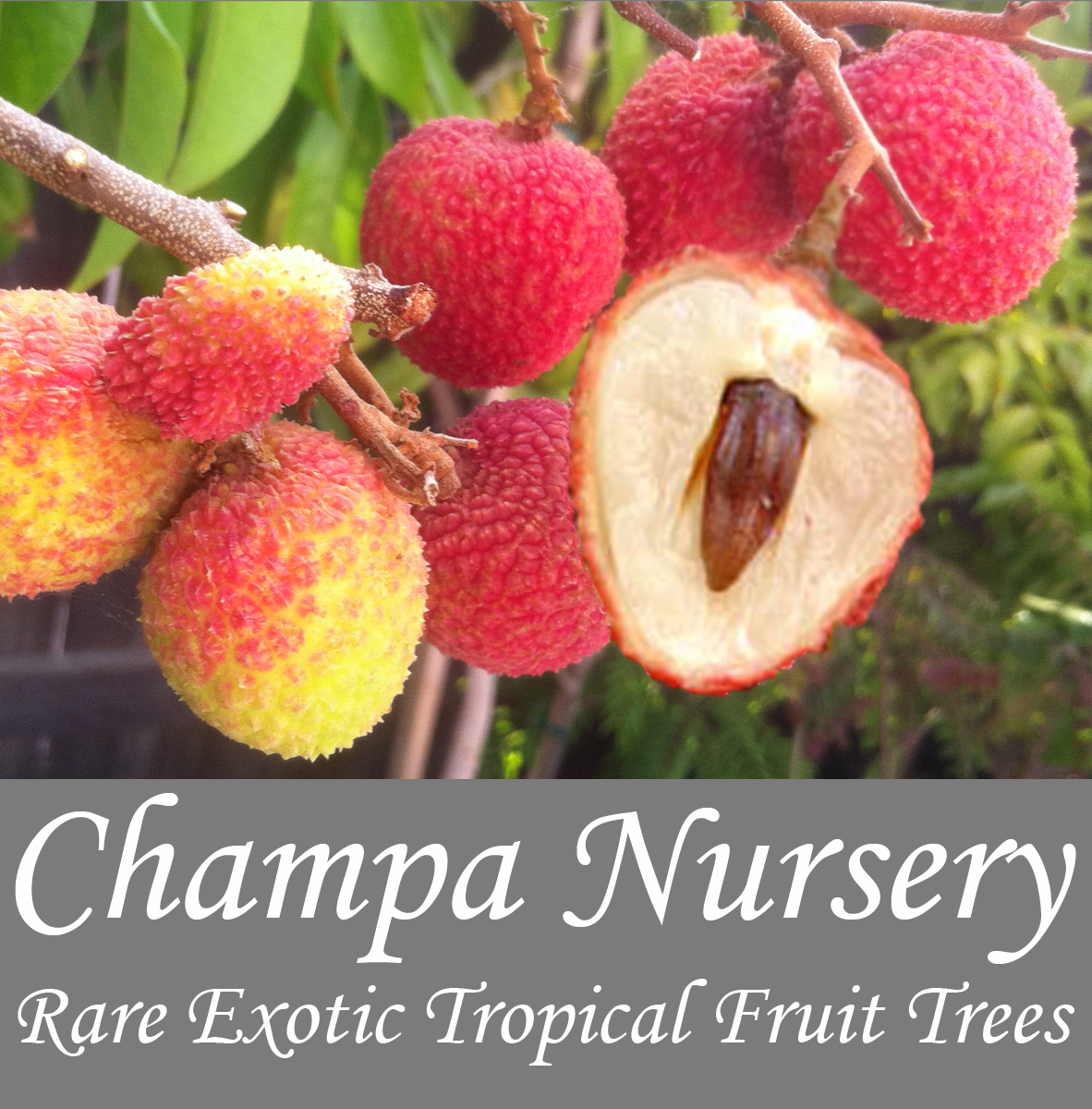 Exotic Fruit Trees