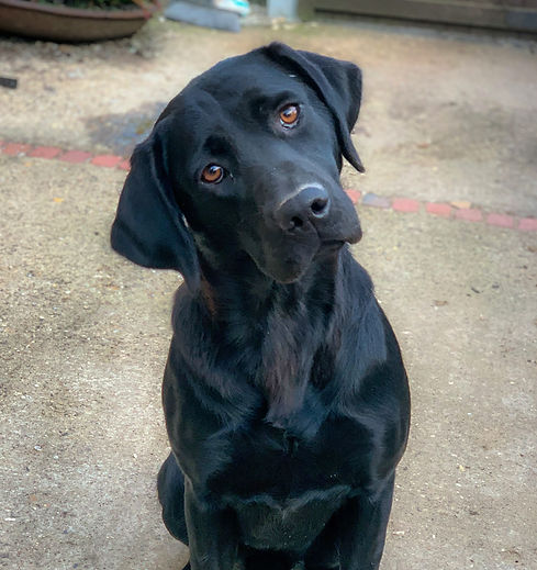 BLACK FEMALES | Aglabs Labradors UK