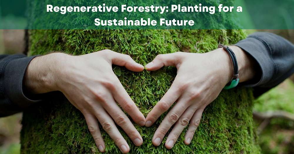 Regenerative Forestry: Planting for a Sustainable Future