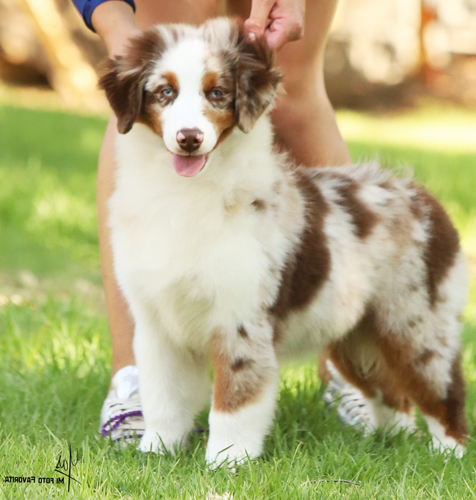 Kilian Bebe | Pastor Americano Min