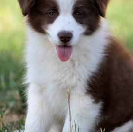 Venta cachorros Border Collie | BorderCollieChile