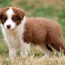 Venta cachorros Border Collie | BorderCollieChile