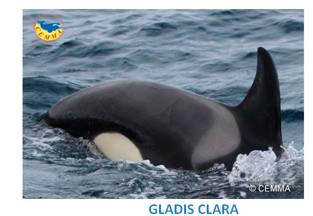 Catálogo | Orca Ibérica