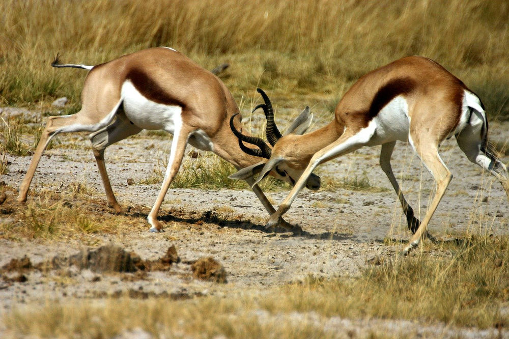 Le Springbok, symbole de l'Afrique du Sud