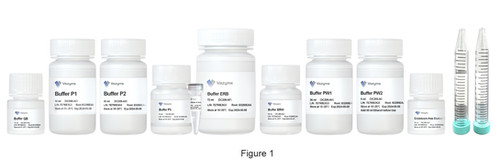 Plasmid DNA Midi Kit - FastPure EndoFree Plasmid Midi Kit, SKU: DC205 ...