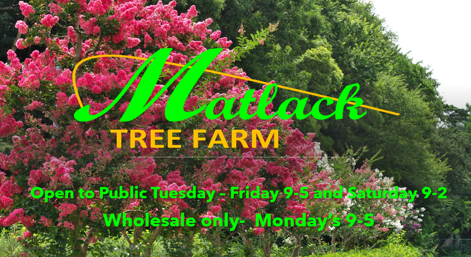 Home | Matlack Tree Farm