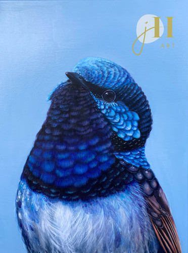 Bobby - Fairy Wren | Pictonsocial