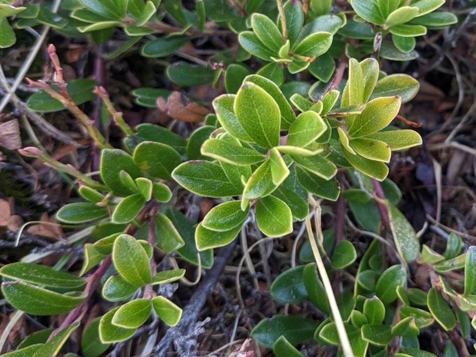 Comment différencier Myrtille, Airelle des marais, Airelle rouge et ...