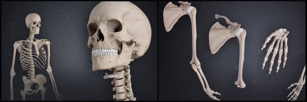 How a geometric skeleton can help your Maya joint placemen