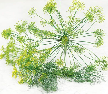 Elephant Dill | Layerfarms Store