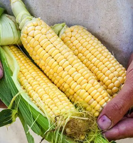 Damaun Super Sweet | Layerfarms Store