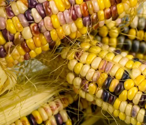 Wade's Giant Indian | Layerfarms Store