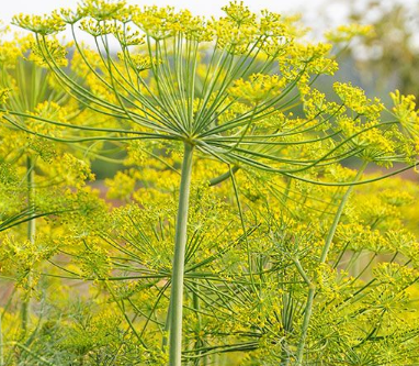 Bouquet Dill | Layerfarms Store