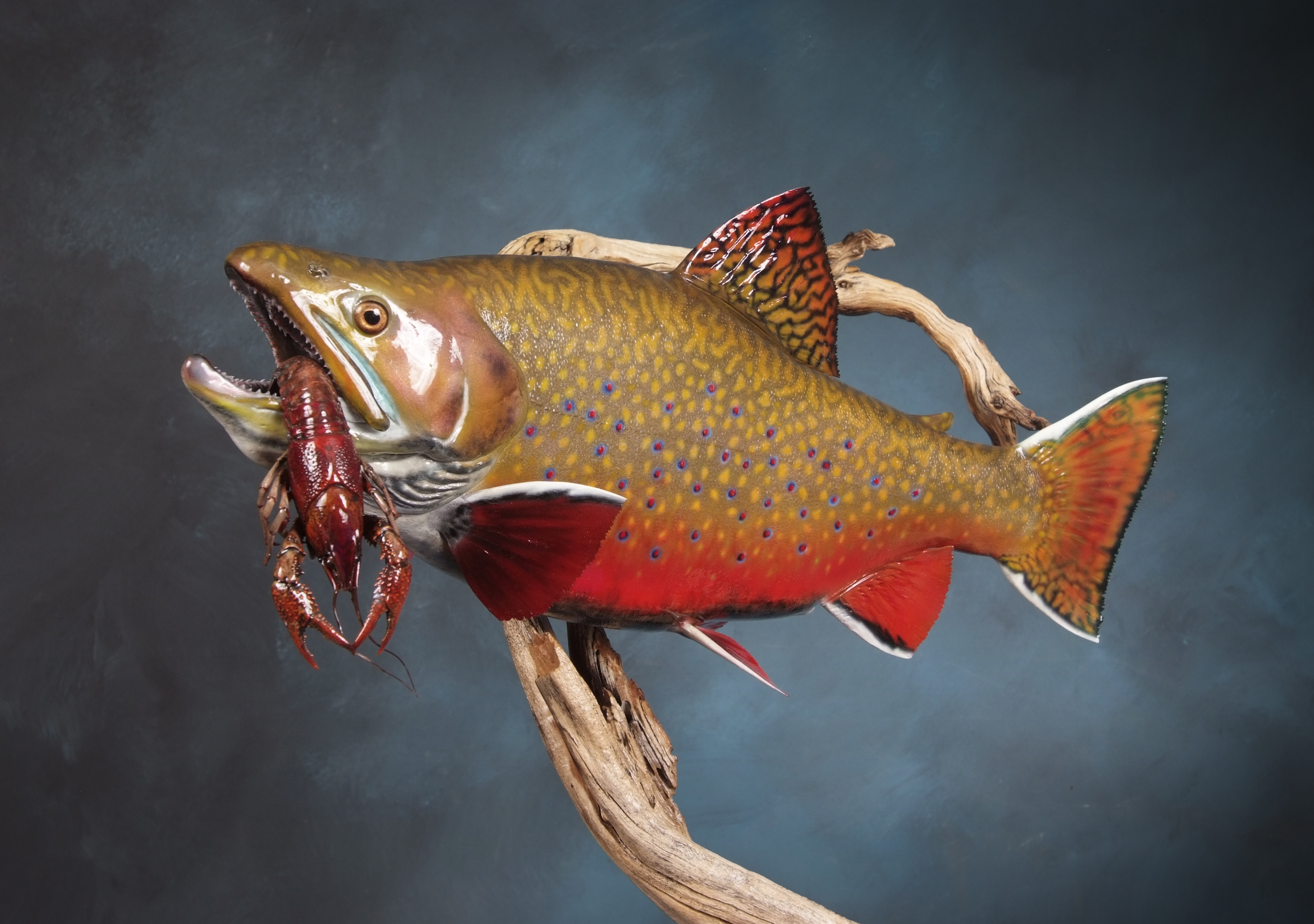 Fish Gallery | davidson