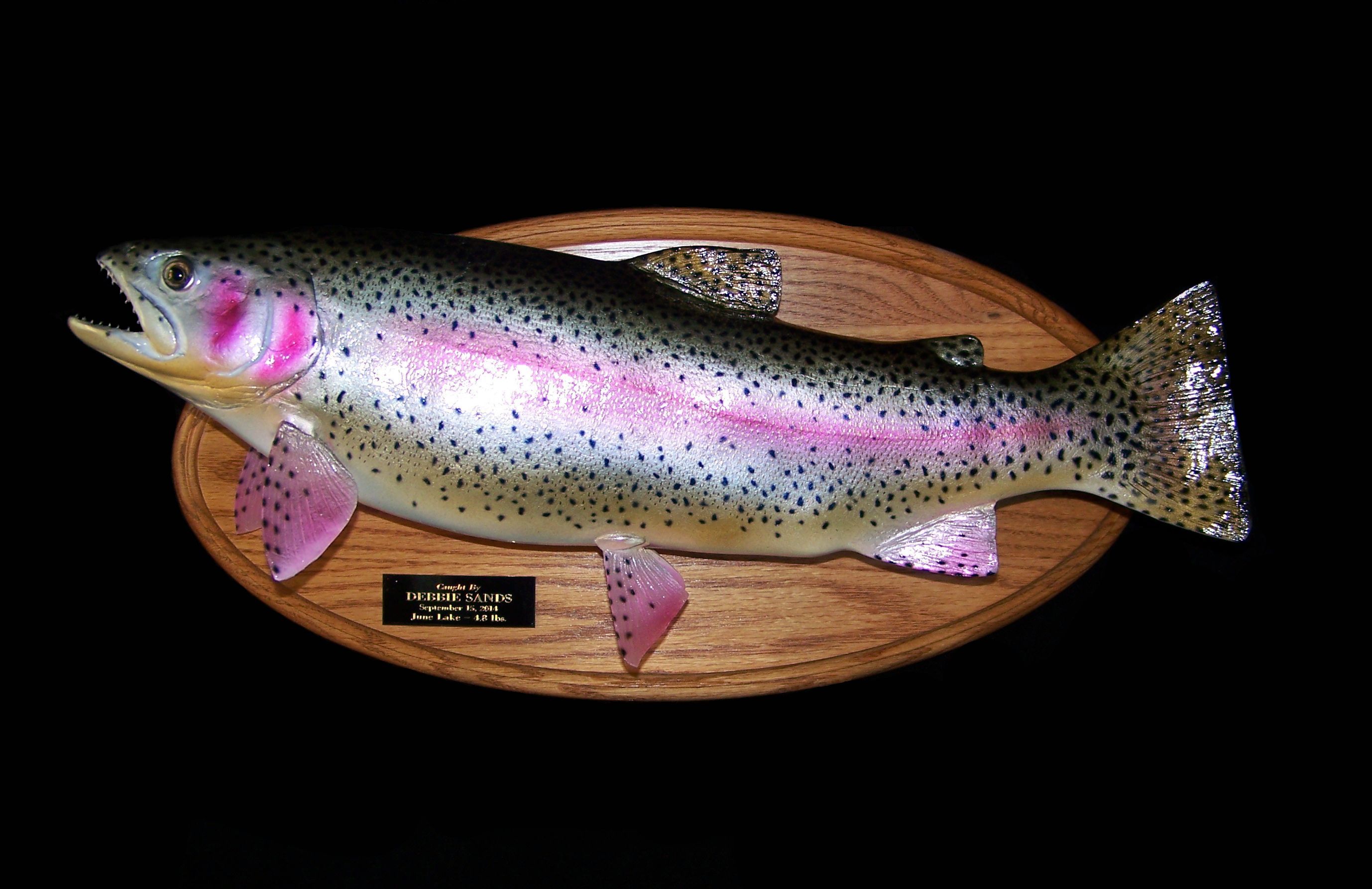Fish Gallery | davidson