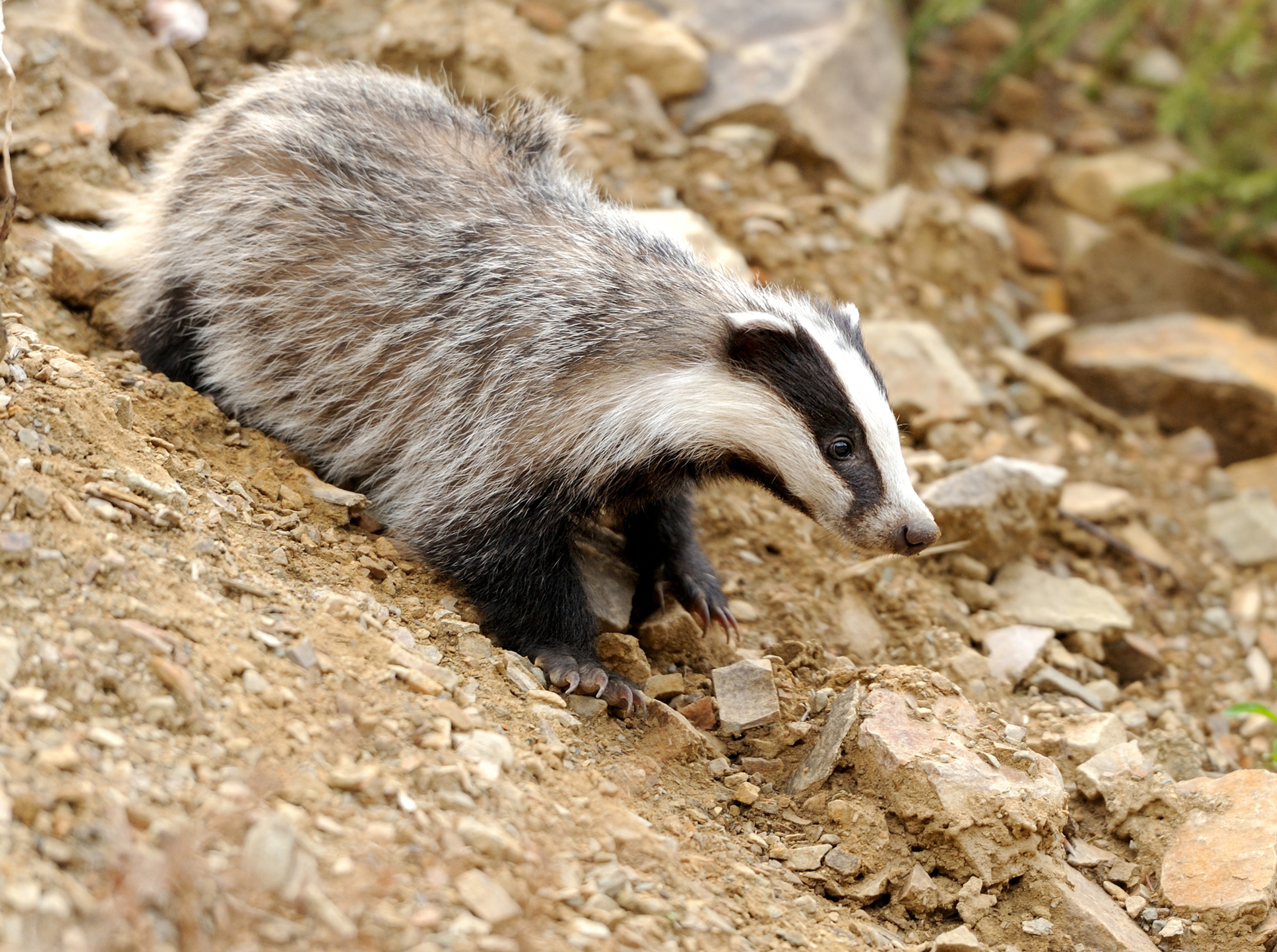 How Drought Impacts the Lives of Badgers | BadgerTrust