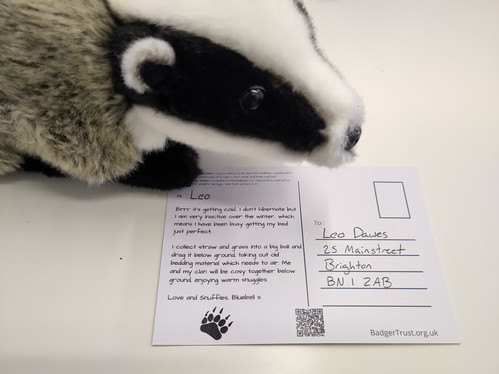 Befriend a Badger for a year | Badger Trust