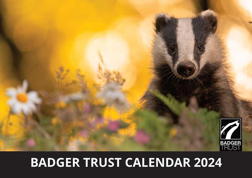 Badger Trust: Report Badgers, Stop Badger Cull, Prevent Badger Crime in ...