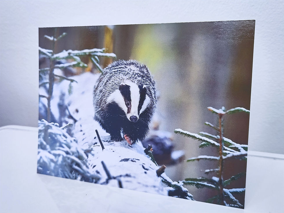 Badger gifts at the Brock Shop | Badger Trust