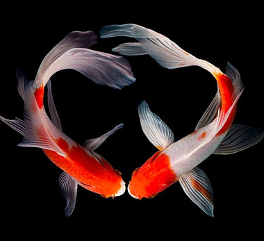 Fish | Pond & Supply Store