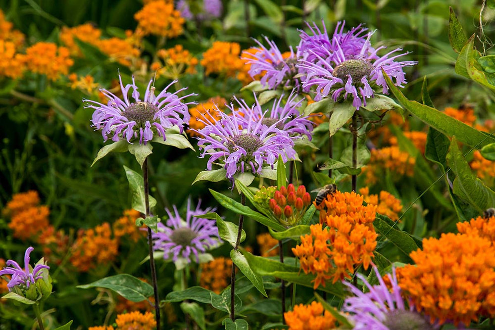 Eco-Friendly Gardening: Top Native Plants for Waterloo Region Homes