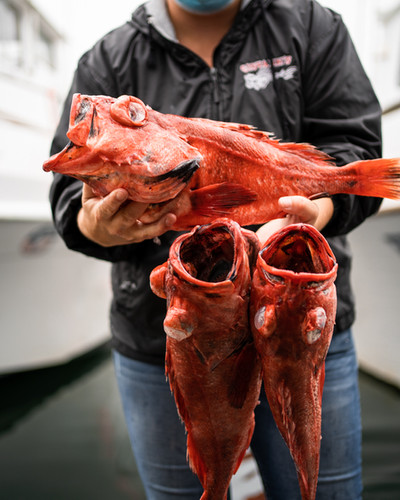 Whole Rockfish (Pacific Red Snapper) | Gio’s Fish