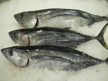 Whole Albacore Tuna | Gio’s Fish