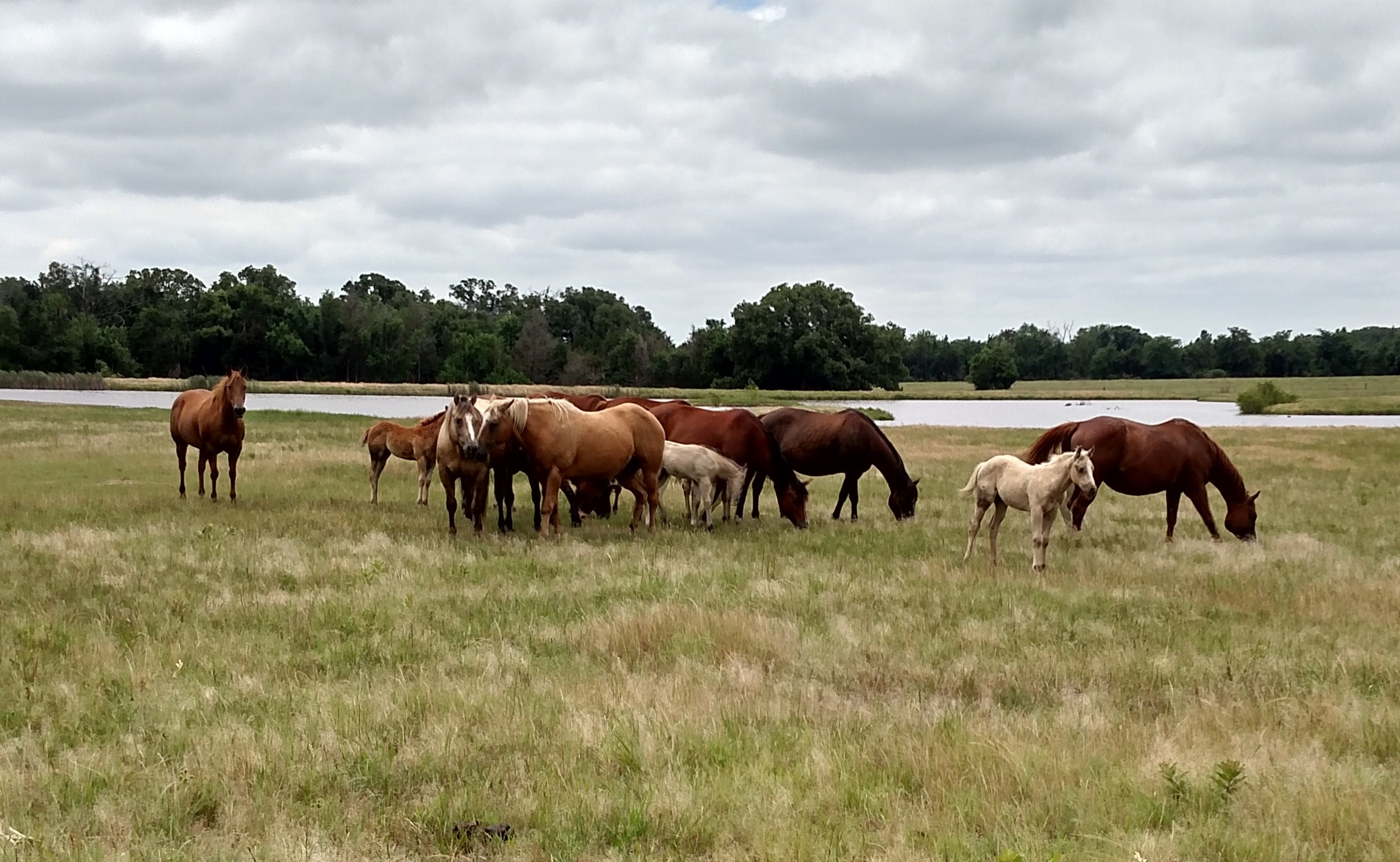 Rope Horses | HPH Rope Horses | United States