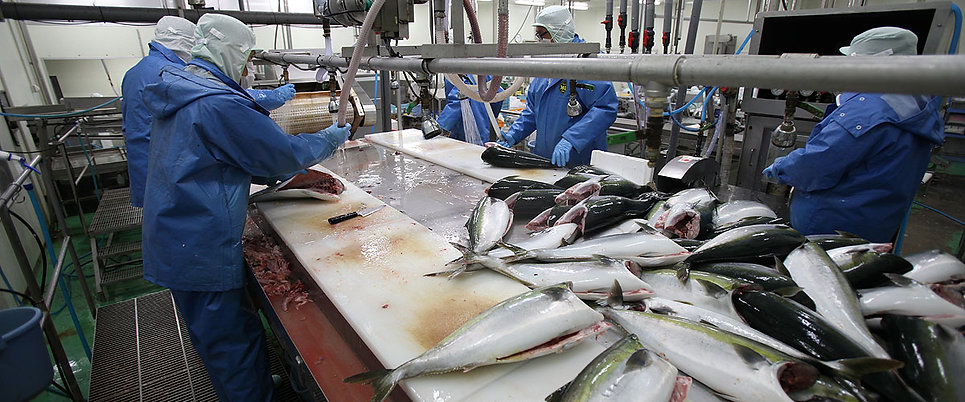 fish processing｜projects｜OWASEBUSSAN Co.,Ltd.