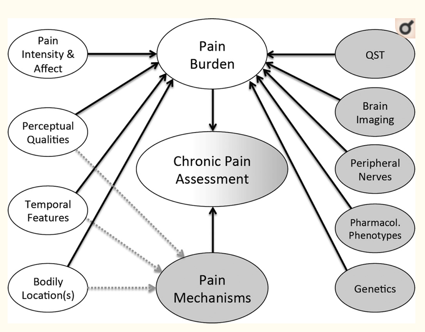 Spinal pain - Background - Curriculum (3.3.1 - 3.3.11)