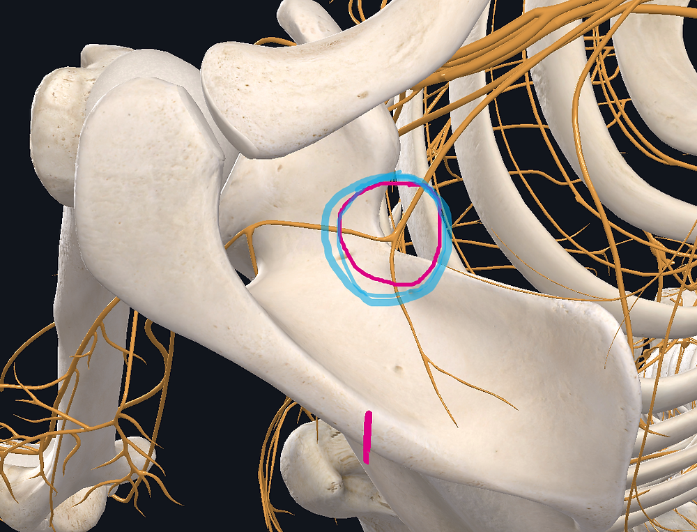 Suprascapular nerve block and Axillary nerve block
