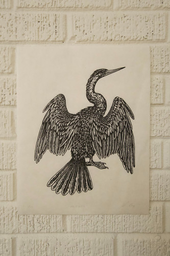 Anhinga | Blakely Prints