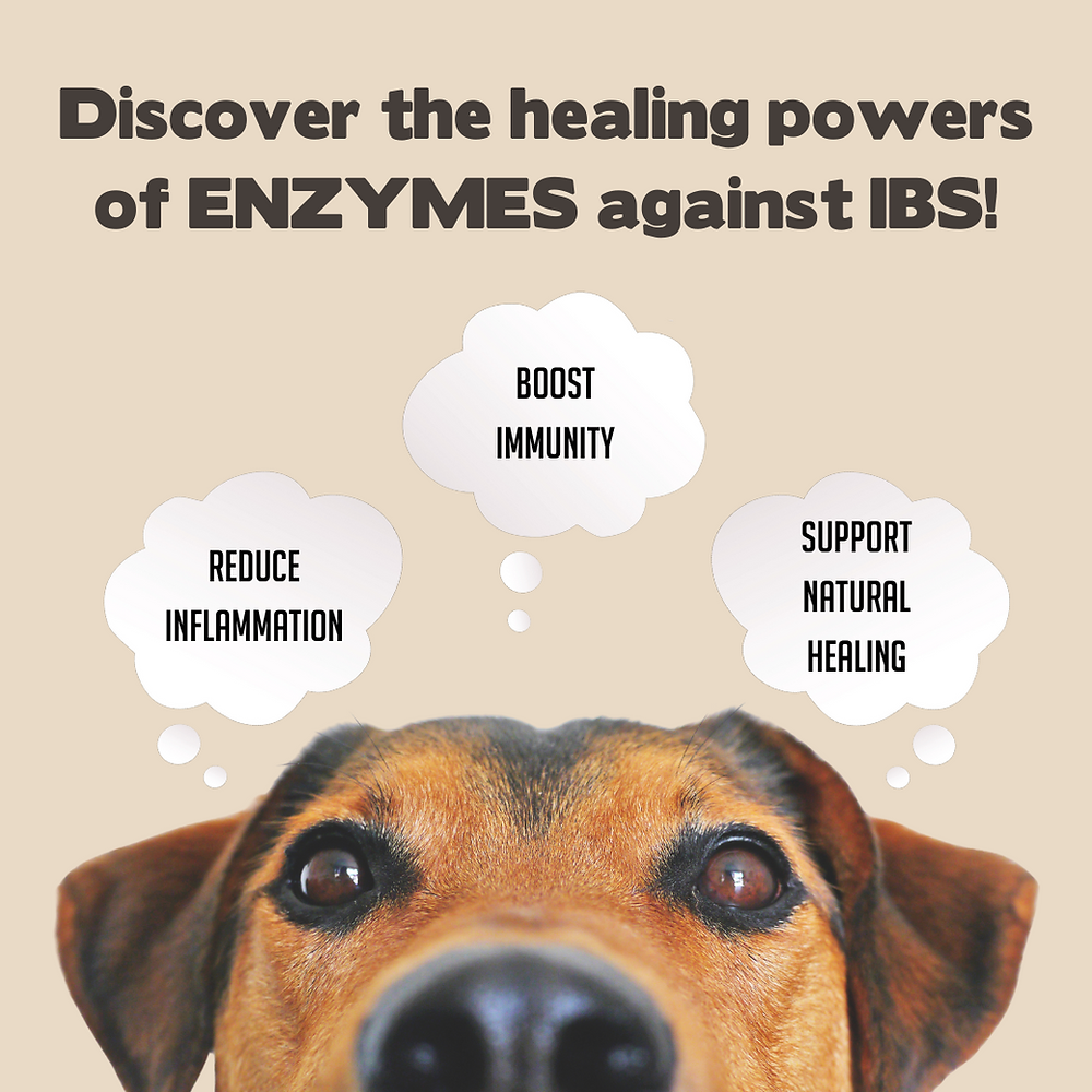 Does Your Dog Struggle with Digestive Issues? It Could Be IBS or IBD ...