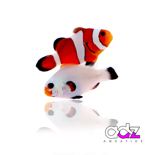Common & Flurry Clownfish (Pair) - WYSIWYG | AdzAquatics