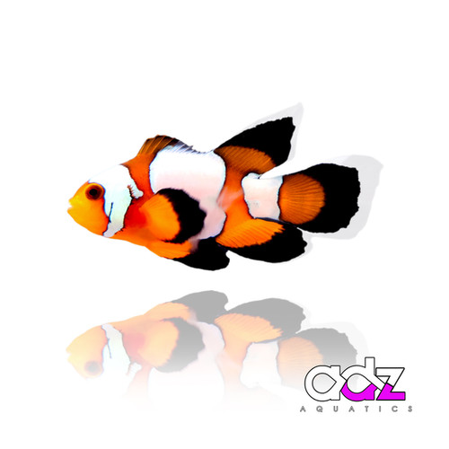 Longfin Snowflake Clownfish (Single) | AdzAquatics
