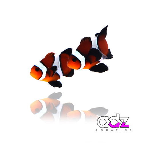 Mocha Common Longfin Clownfish (Pair) | AdzAquatics