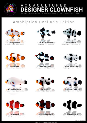Designer Clownfish Poster Ocellaris Edition | AdzAquatics