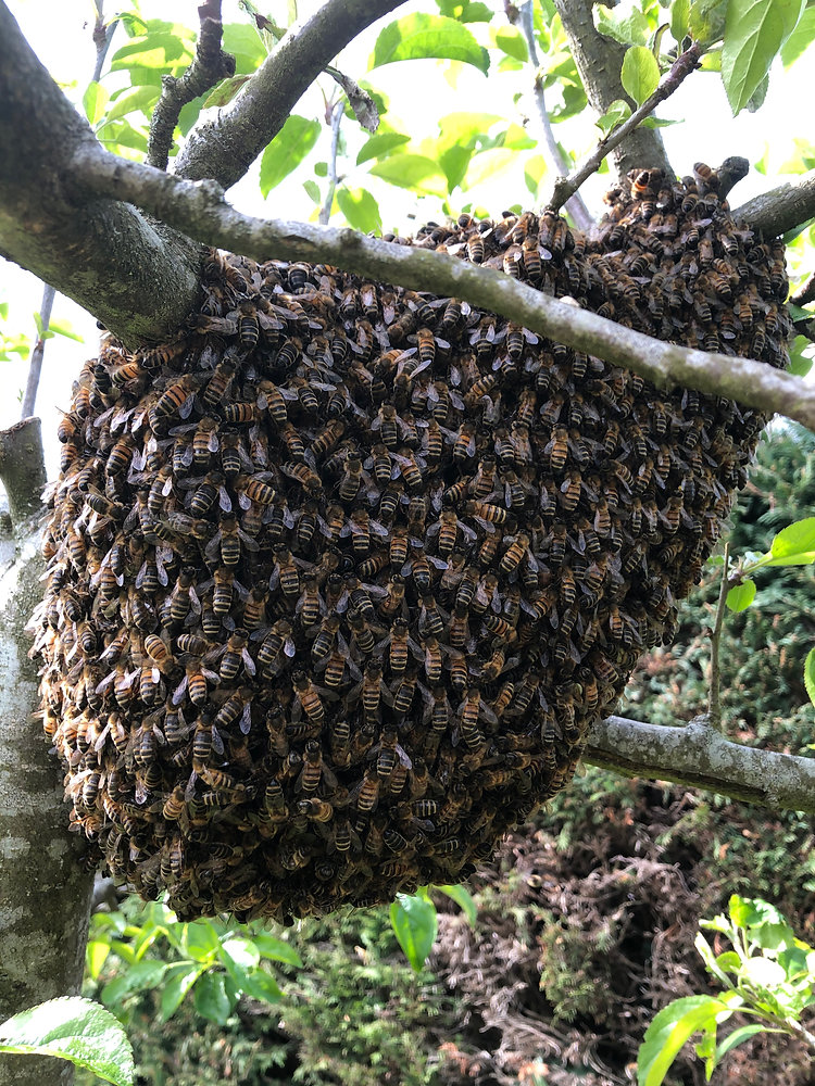 Swarming season is nearly here! Don't panic!