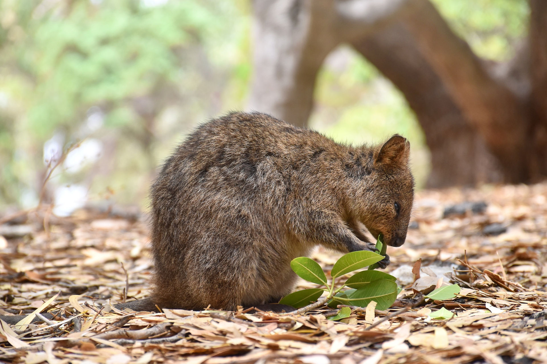 Aussie Animals - Mammal Life Cycle | Einsteins Australia